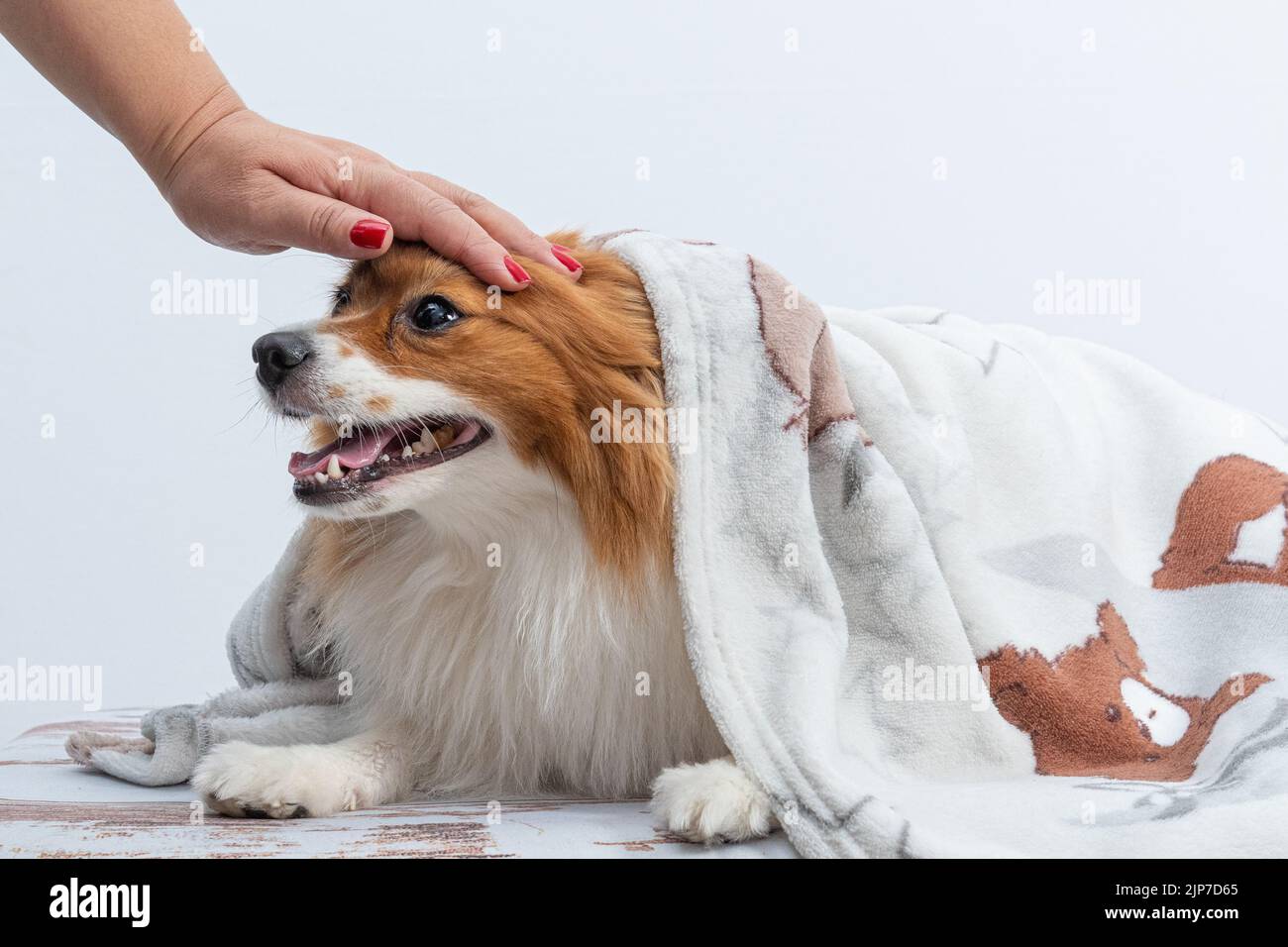A woman's hand touching the head of her spitz with a blanket protecting ...