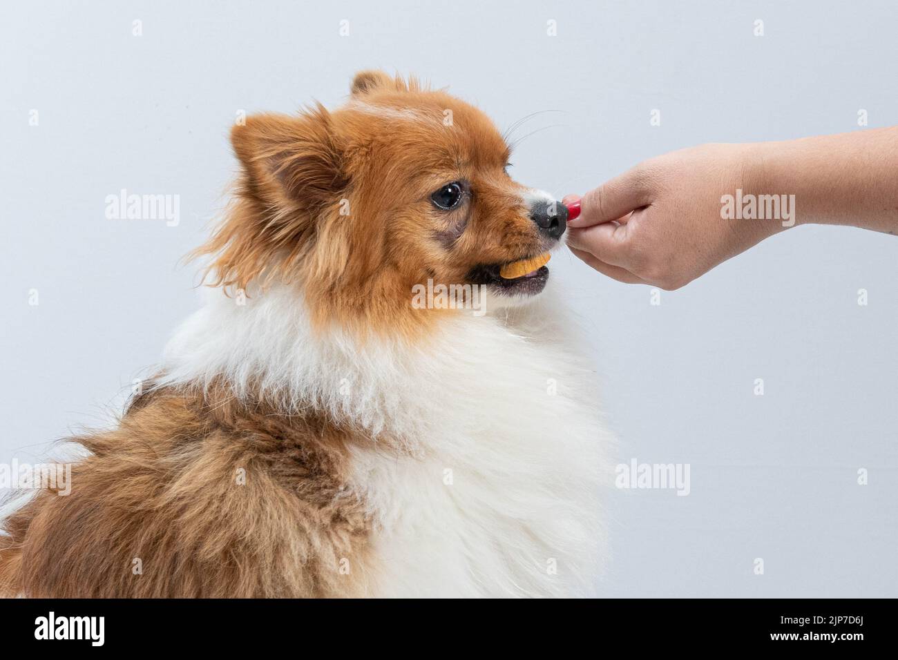 A woman giving a spitz u-shaped snack isolated on a white background ...