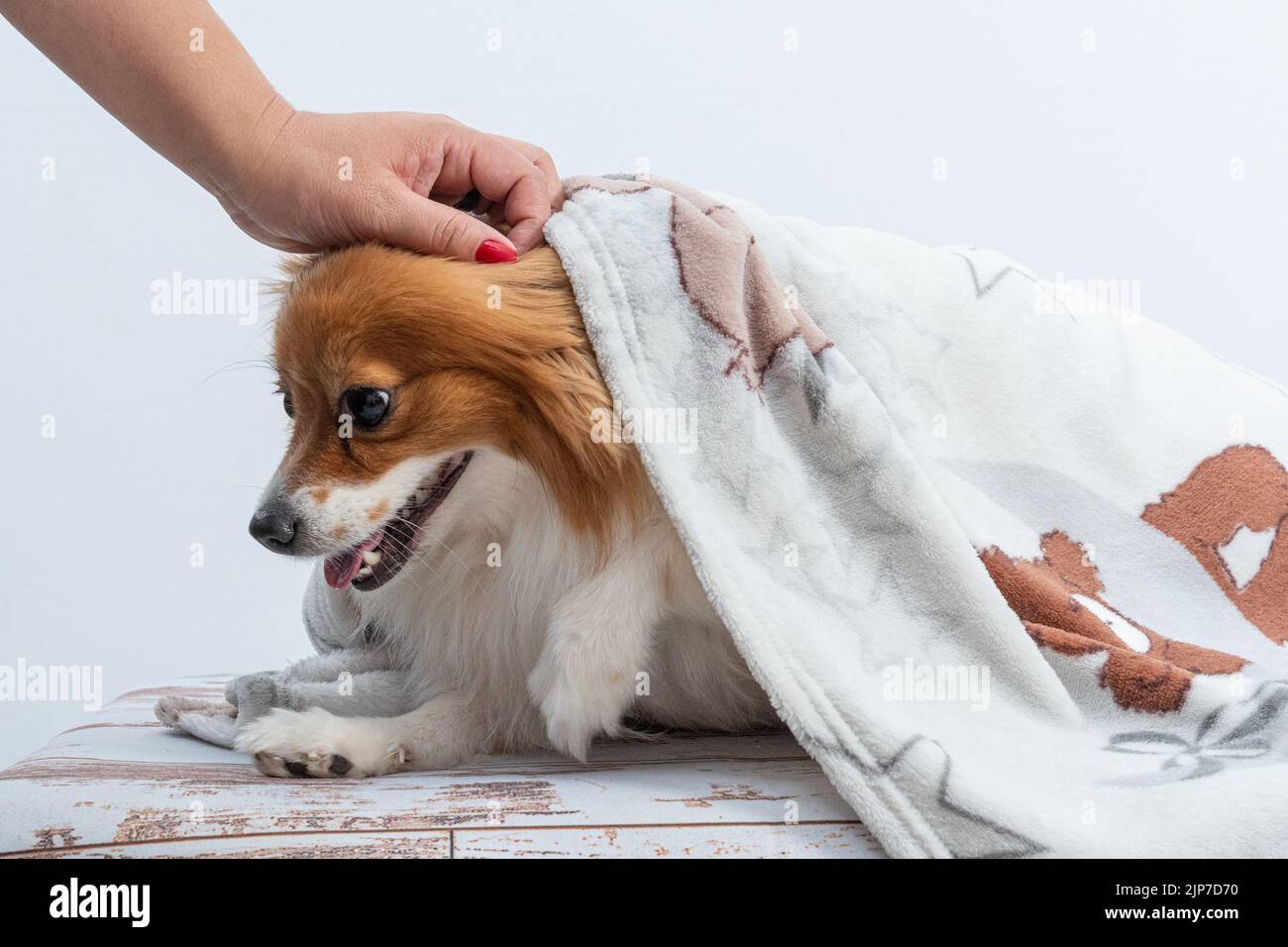 A woman's hand touching the head of her spitz with a blanket protecting ...