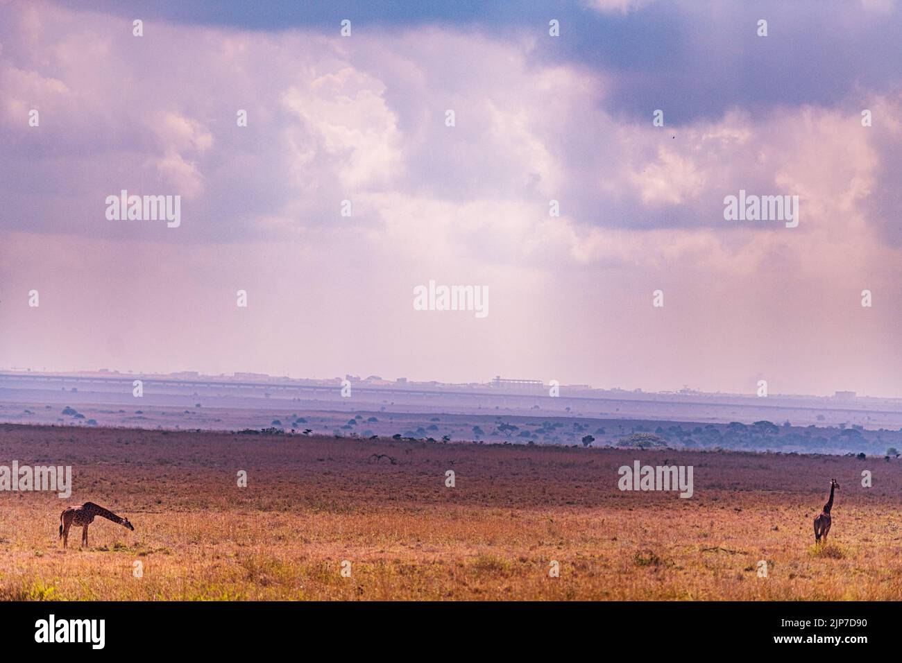 Nairobi National Park Giraffe wild wildlife animals Savannah grasslands ...