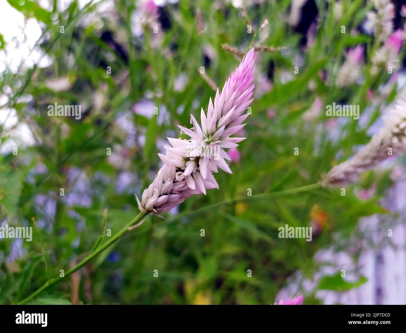 multi colored flower growing on a small green plant Stock Photo - Alamy