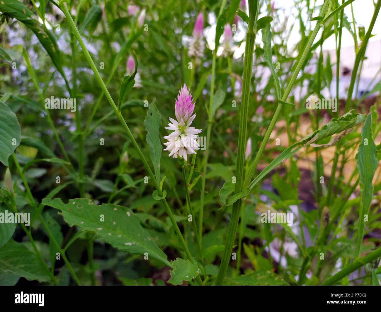multi colored flower growing on a small green plant Stock Photo - Alamy