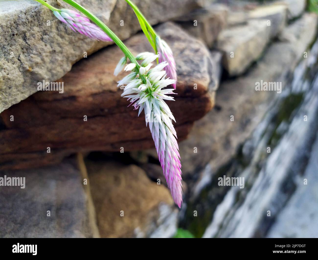 multi colored flower growing on a small green plant Stock Photo - Alamy