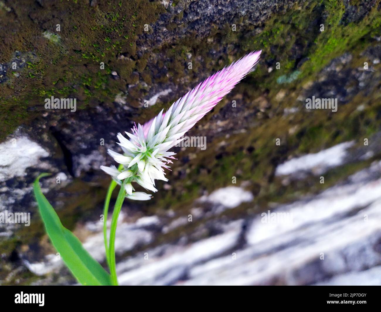 multi colored flower growing on a small green plant Stock Photo - Alamy