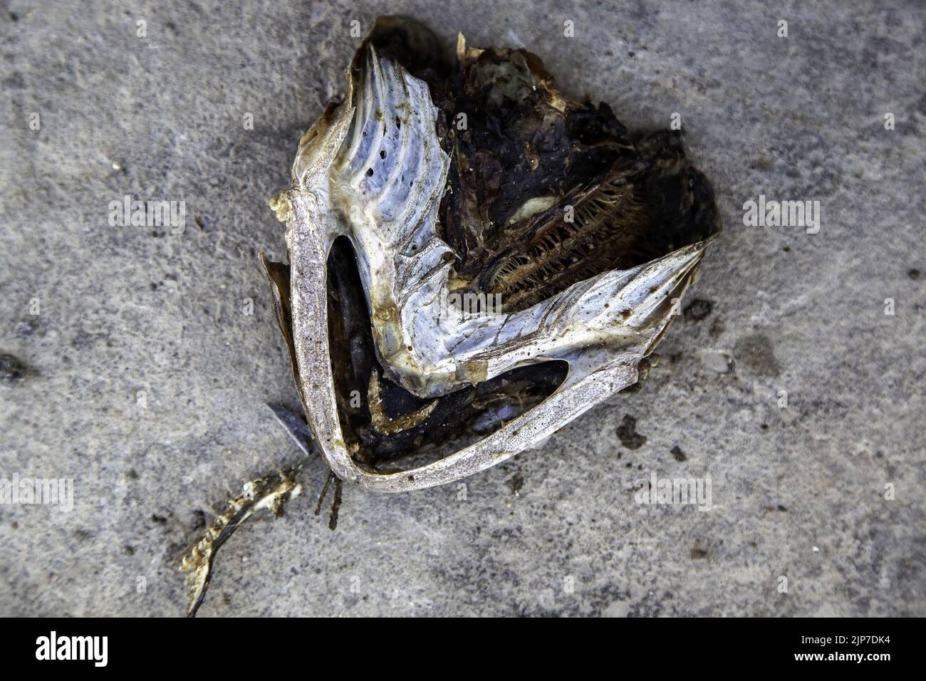 Rotten fish hi-res stock photography and images - Alamy