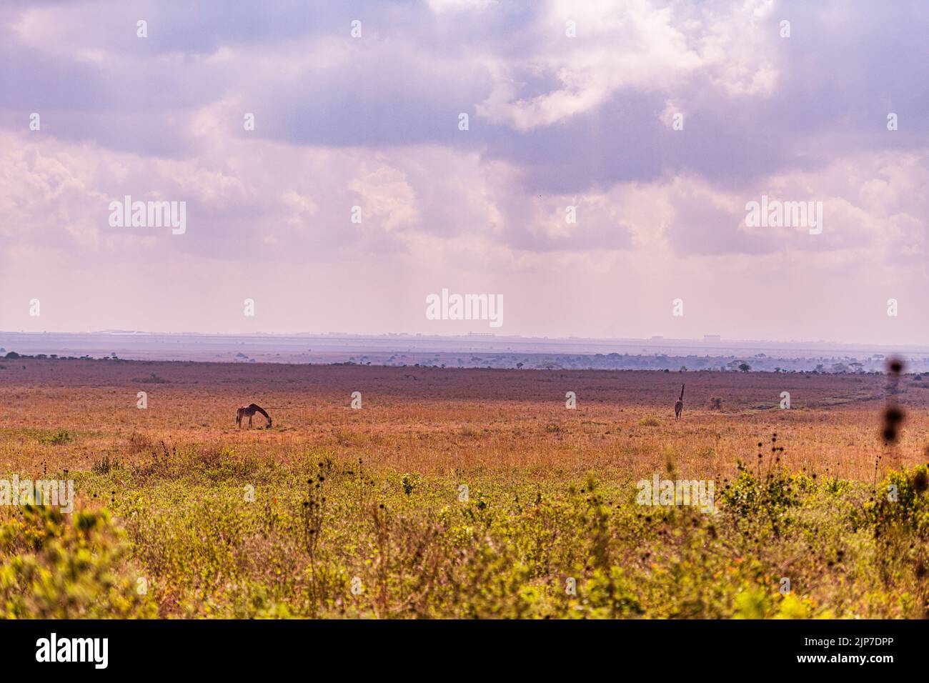 Nairobi National Park Giraffe wild wildlife animals Savannah grasslands ...
