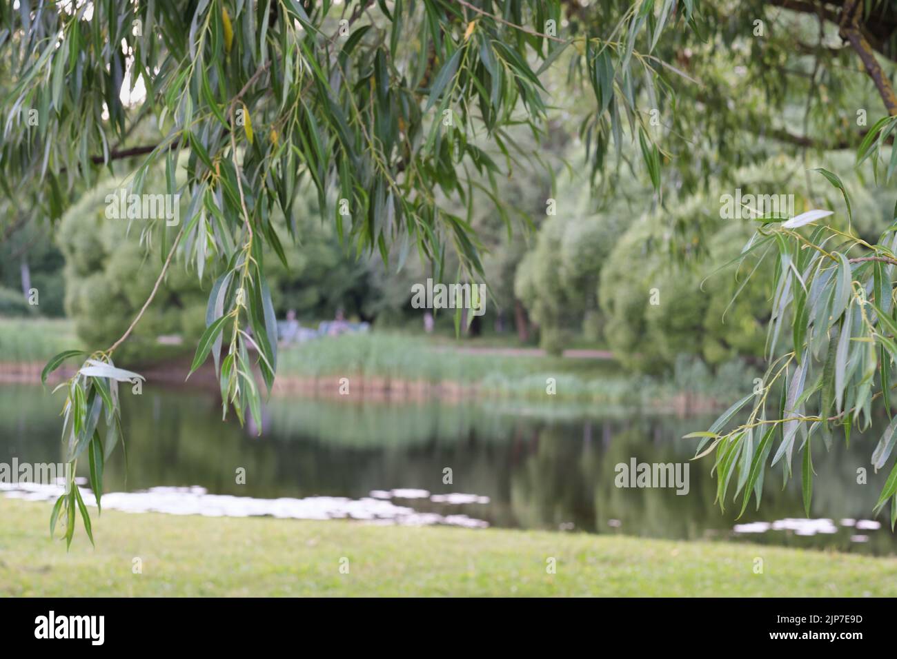A sprawling tree near a pond in a park. A tree grows on the shore. Park ...