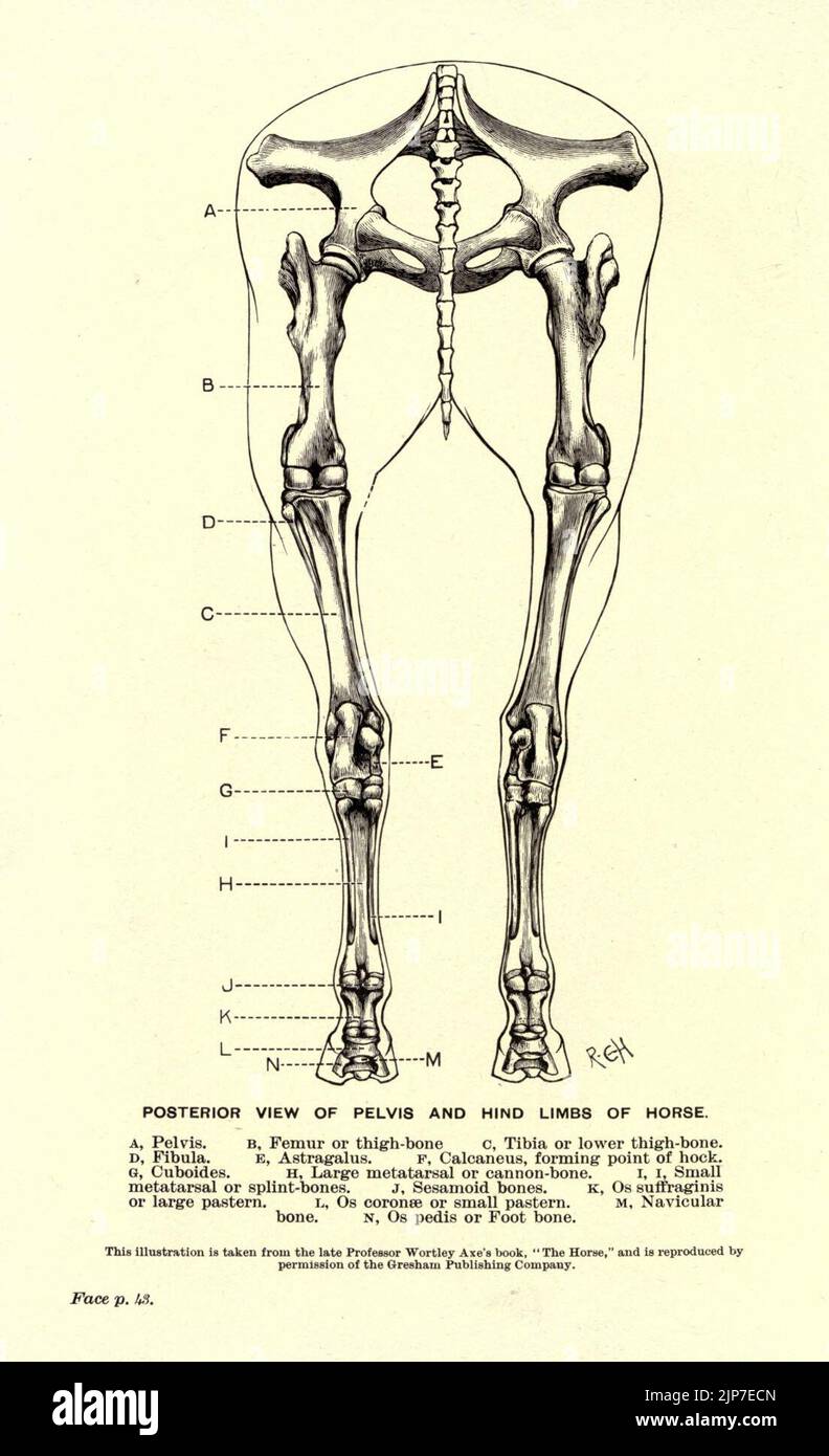 The practical stud groom Stock Photo - Alamy
