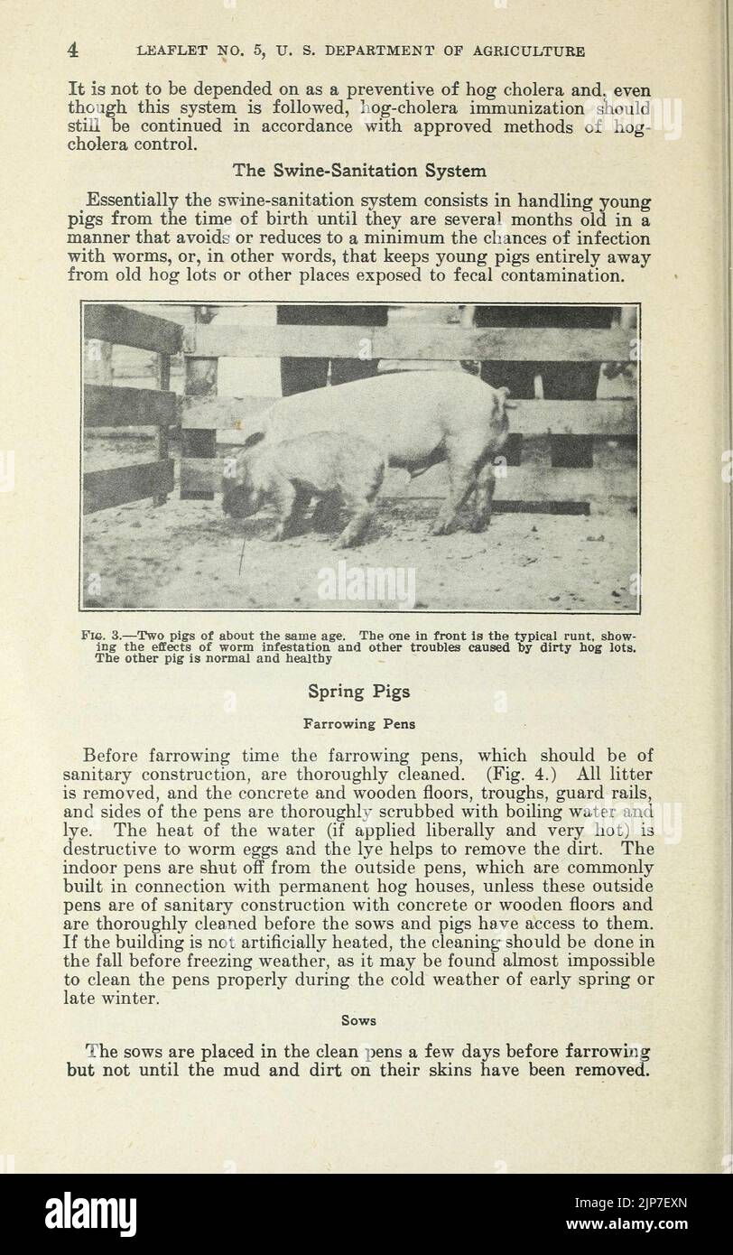 The prevention of roundworms in pigs (Page 4 Stock Photo - Alamy