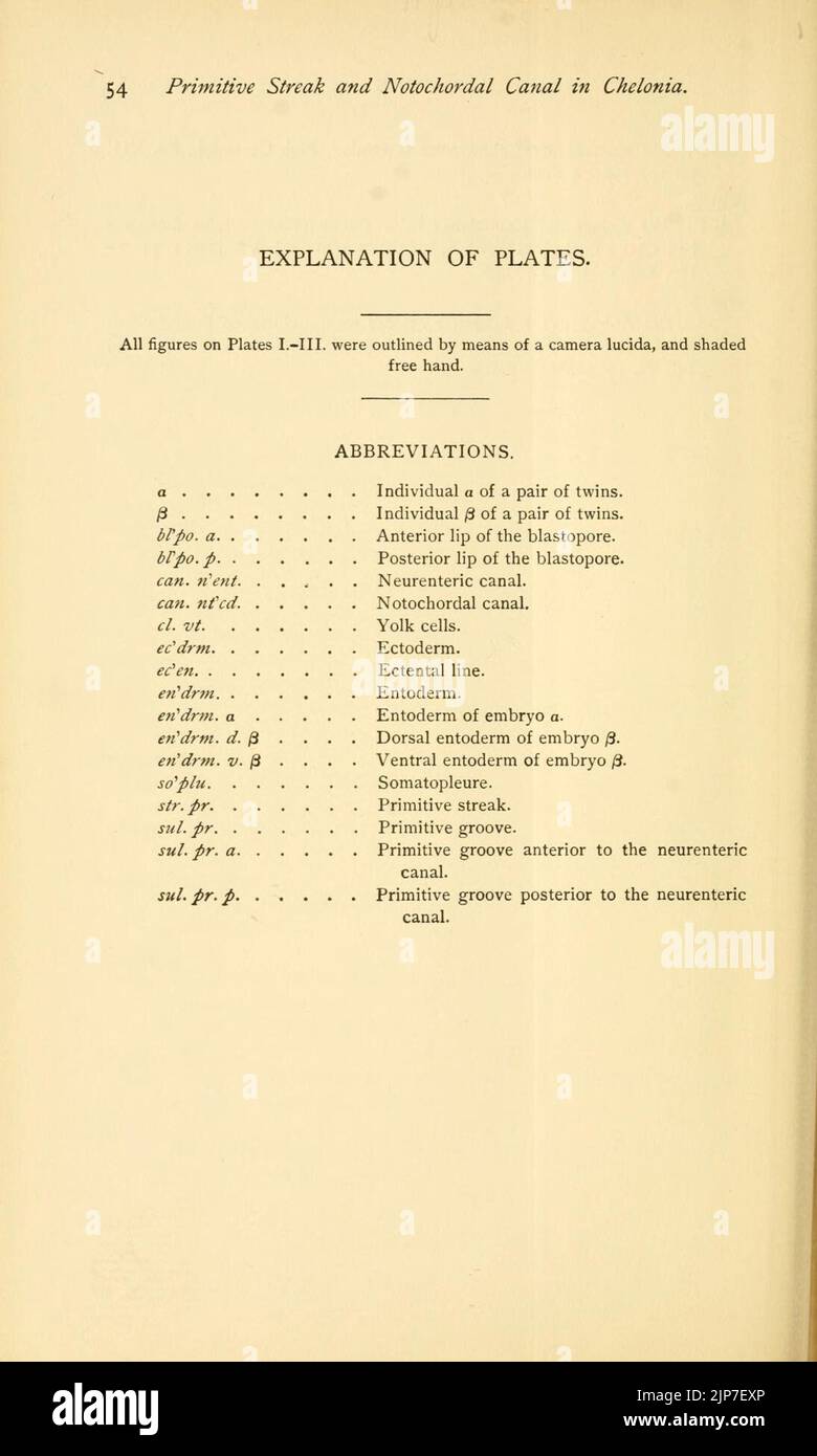 The primitive streak and notochordal canal in Chelonia (Page 54 ...
