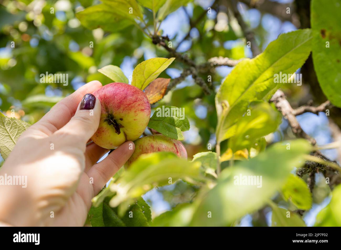 Hand reaching for apple growing on top of tree in orchard. Young female ...