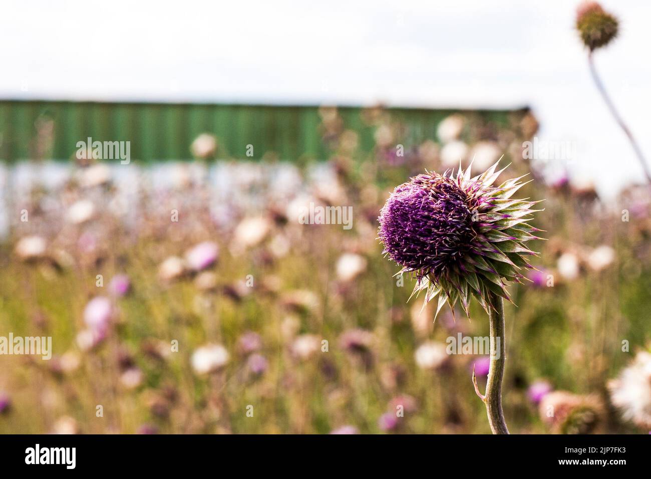 Close up of a purple blooming flower found in an Idaho landscape ...