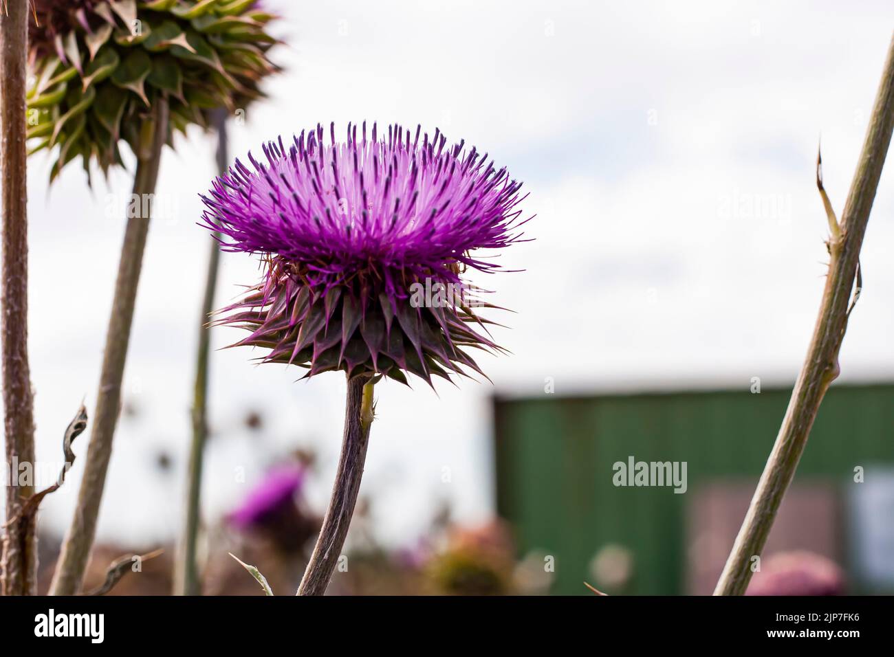 Focal bloom hi-res stock photography and images - Alamy
