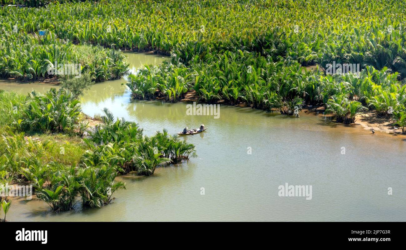 The forest of nipa or nipa or mangrove palm (Nucca), a tropical ...
