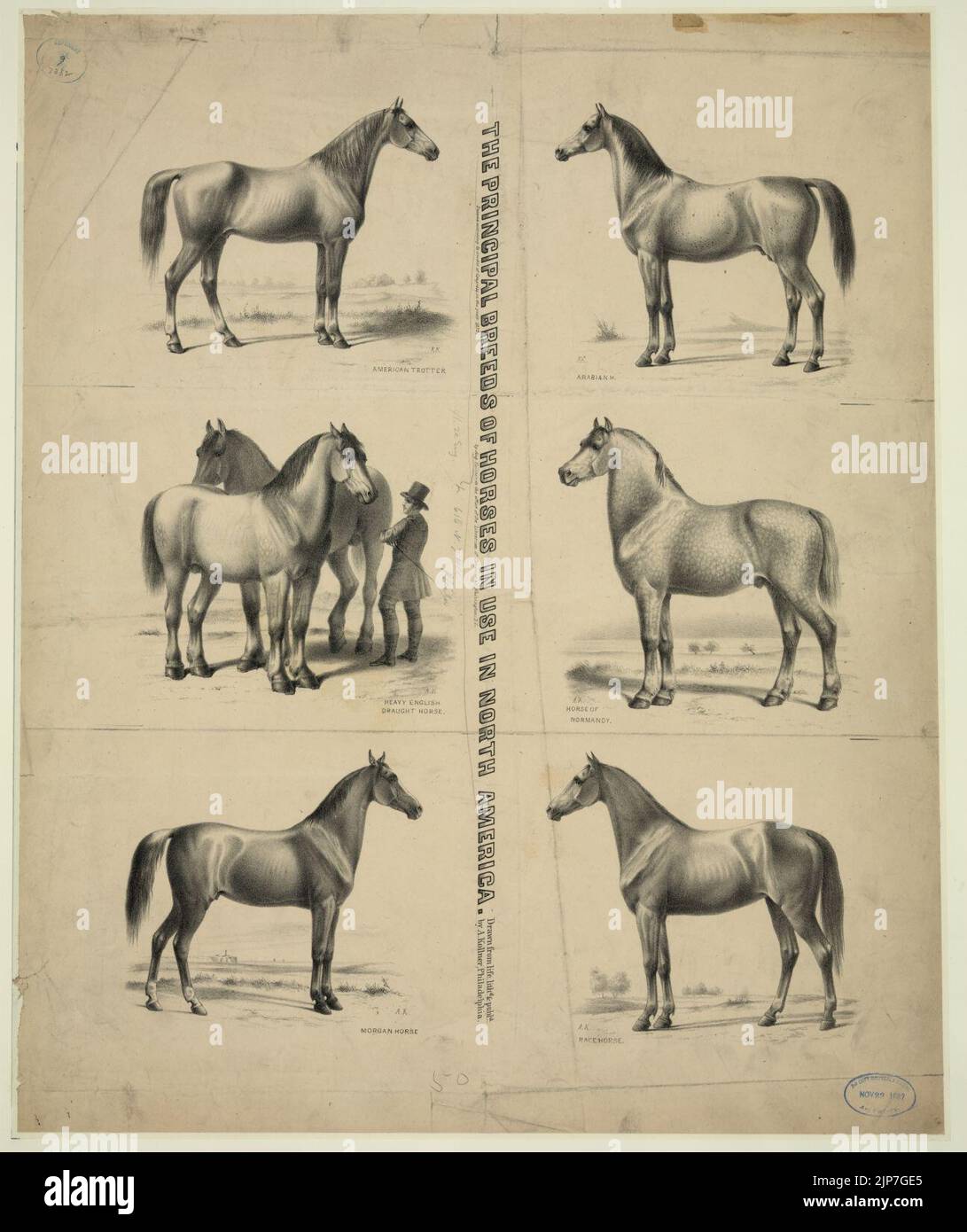 The Principal breeds of horses in use in North America - drawn from ...
