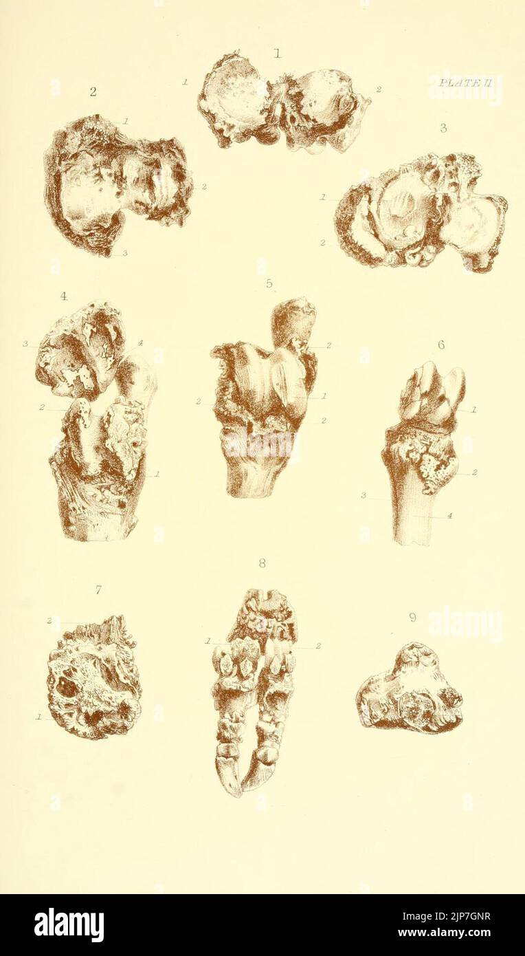 The principles and practice of veterinary surgery Stock Photo - Alamy