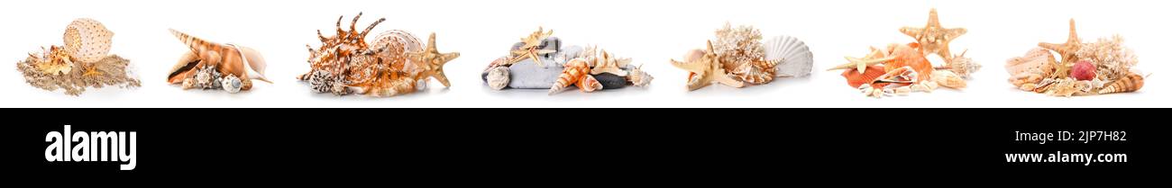 Set of different sea shells isolated on white Stock Photo - Alamy