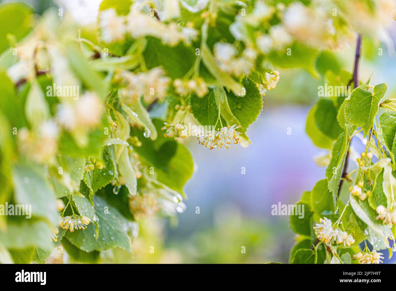 Linden yellow blossom of Tilia cordata tree (small-leaved lime, little ...