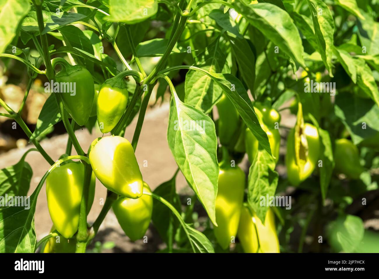 Bush with green bell pepper in garden on sunny day Stock Photo - Alamy