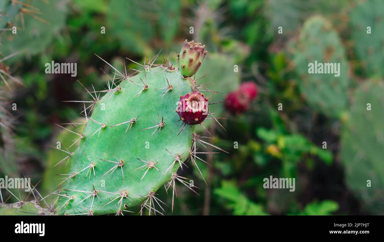 Wild Asia Cacti Opuntia or prickly pear tuna sabra nopal paddle. Cute ...
