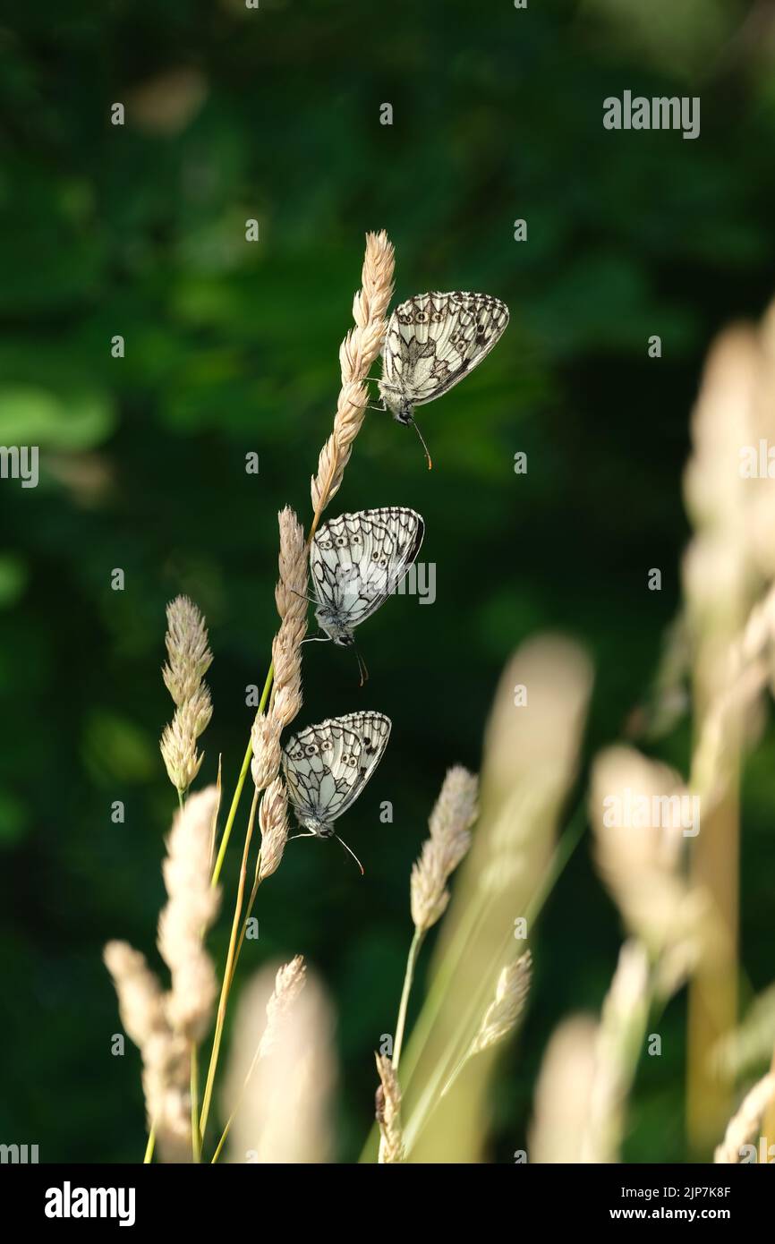 Tree marbled white butterflies on a plant in nature, black and white ...