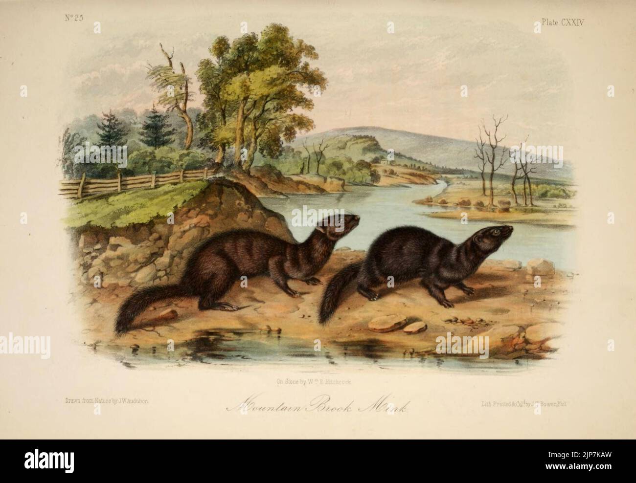 The quadrupeds of North America (Plate CXXIV) (7752410350 Stock Photo ...