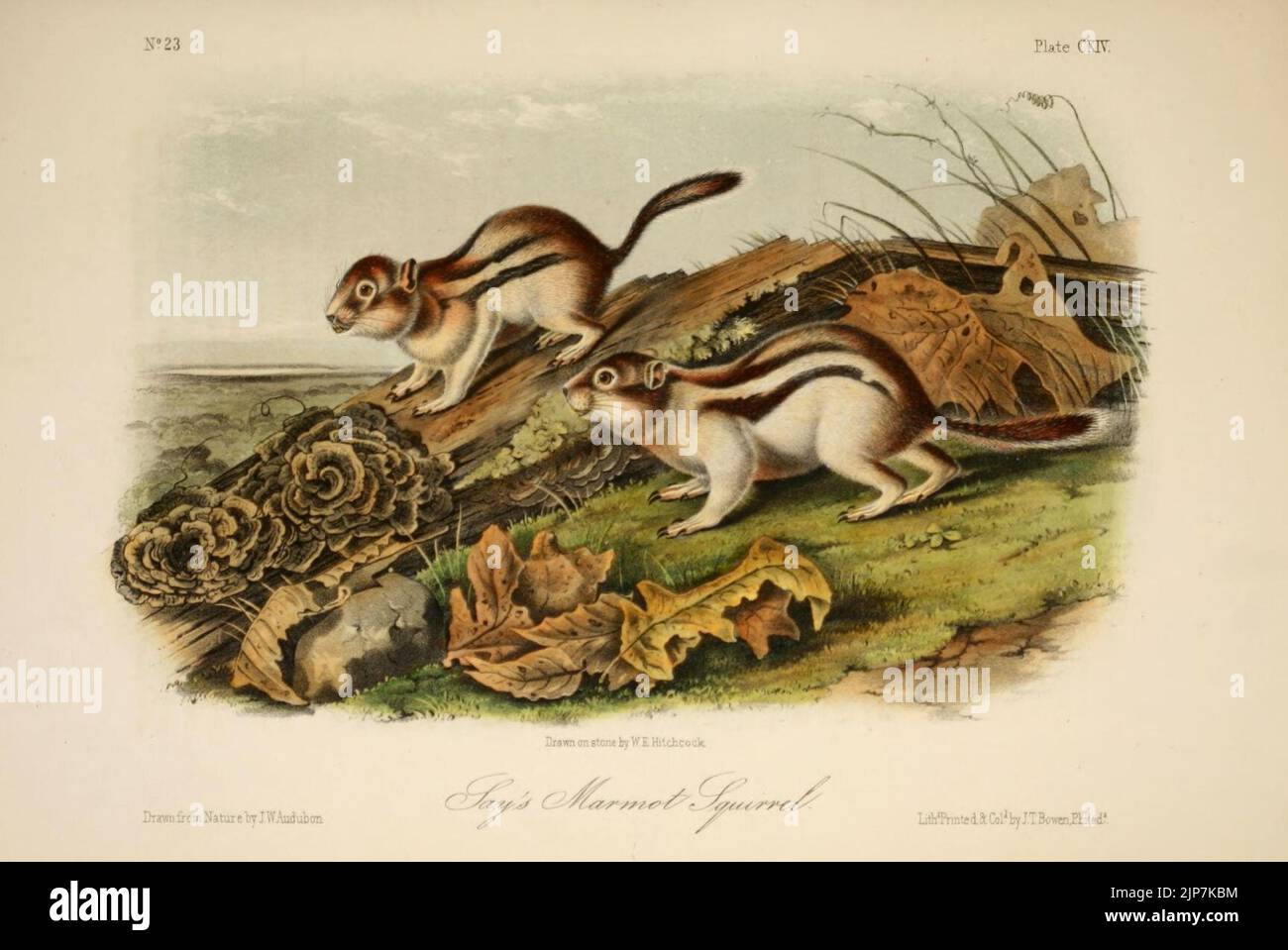 The quadrupeds of North America (Plate CXIV) (7752402642 Stock Photo ...