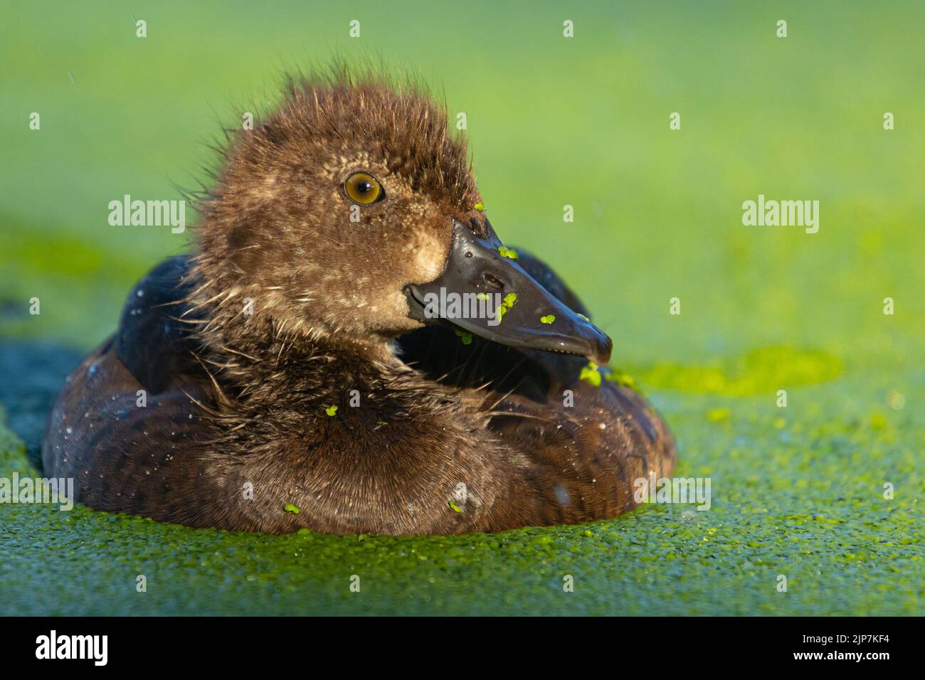 Fluffy duckling hi-res stock photography and images - Alamy