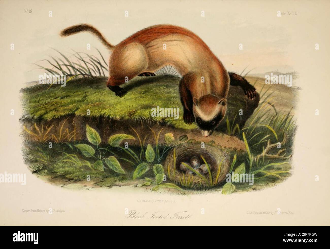 The quadrupeds of North America (Plate XCIII) (7748338884 Stock Photo ...