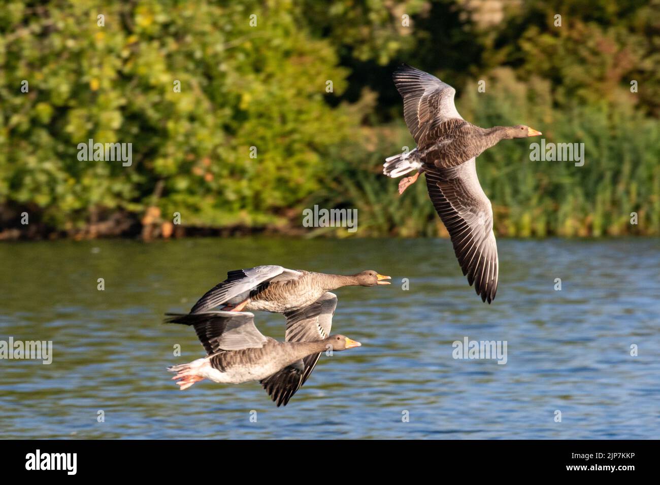 Greylag Geese in flight Stock Photo - Alamy