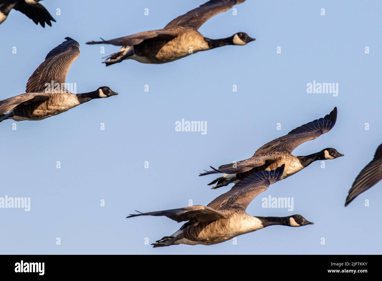 Summer geese hi-res stock photography and images - Alamy