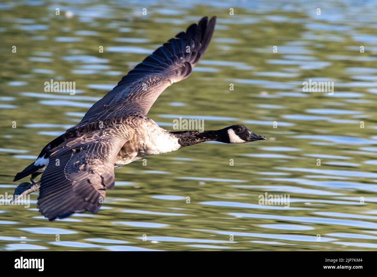 Canadian Goose coming in to land Stock Photo - Alamy