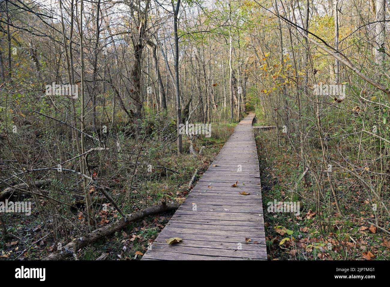 The boardwalk in nature preserve - Glen Helen Nature Preserve, Ohio ...