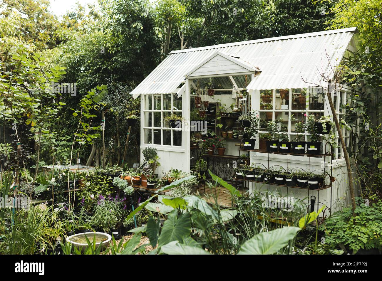 Multiple green plants and leaves in garden and white glasshouse Stock ...