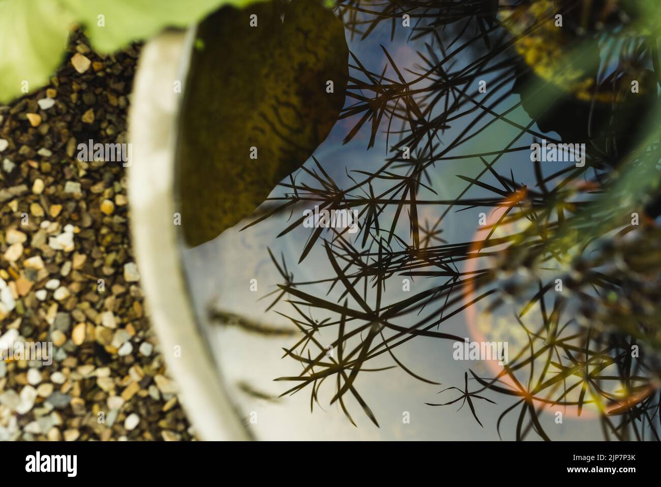 Close up of reflection in water in plant pot Stock Photo - Alamy