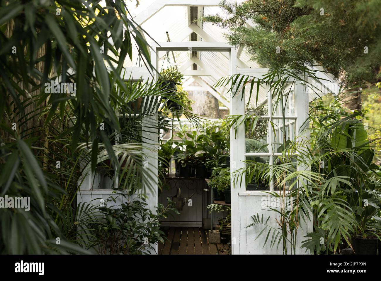 Multiple green plants and leaves in garden in white glasshouse Stock ...