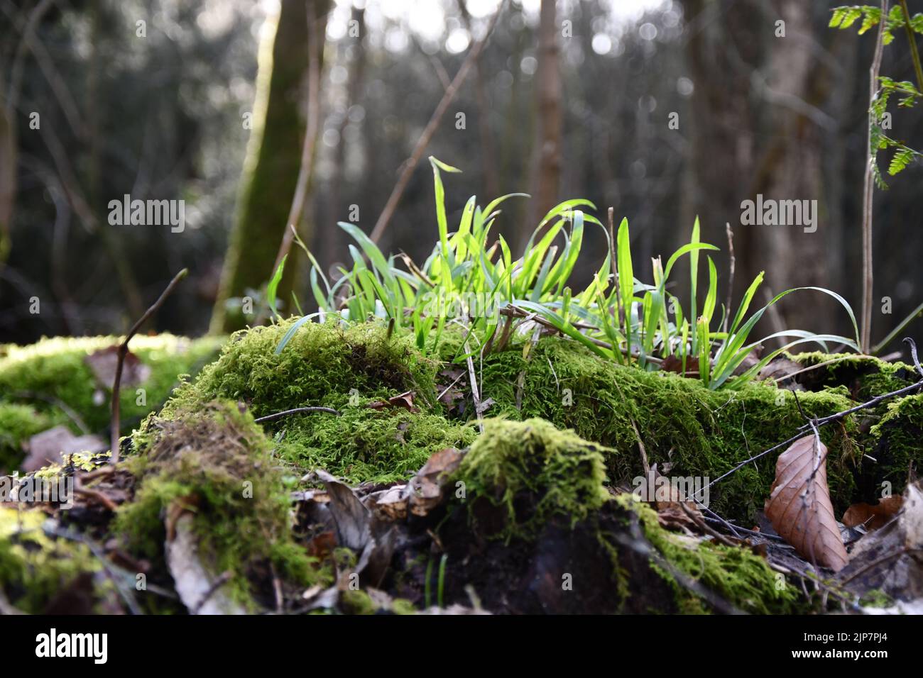 The grasses and moss in the morning sun on the forest Stock Photo - Alamy
