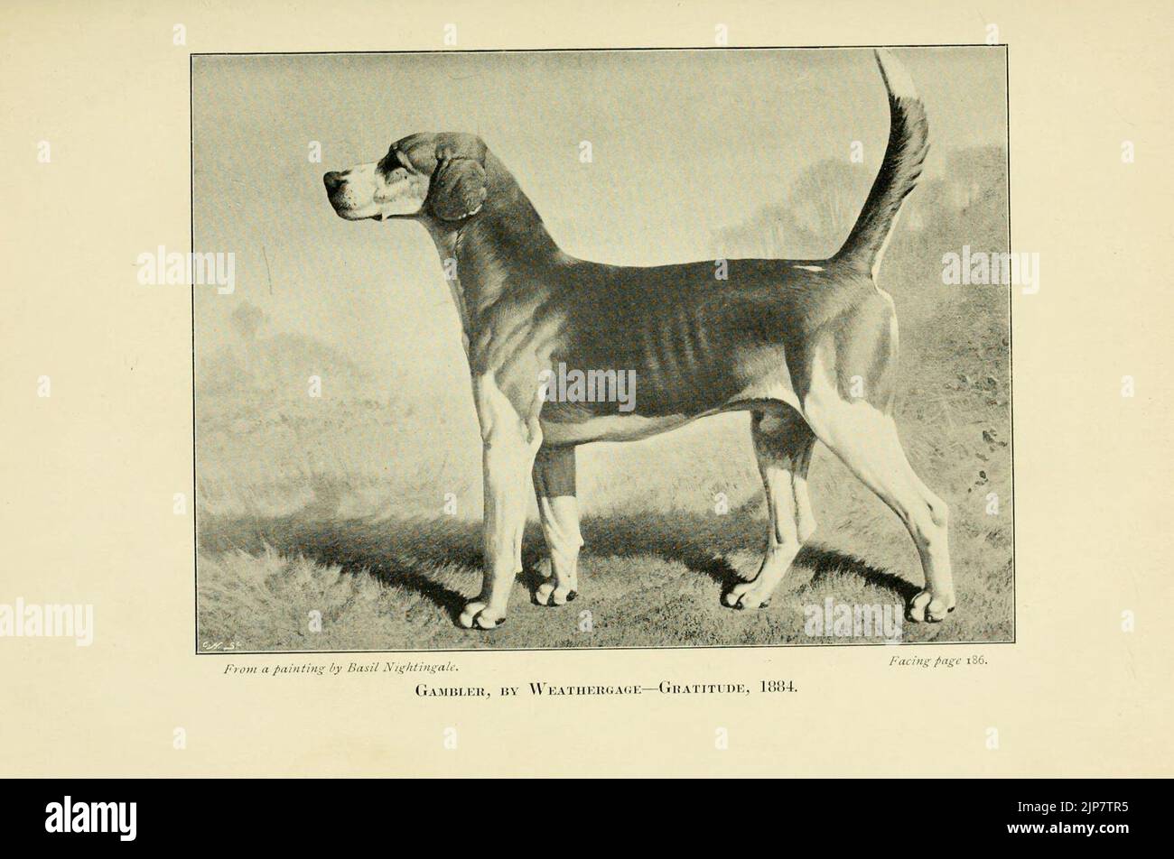 Frank gillard hi-res stock photography and images - Alamy