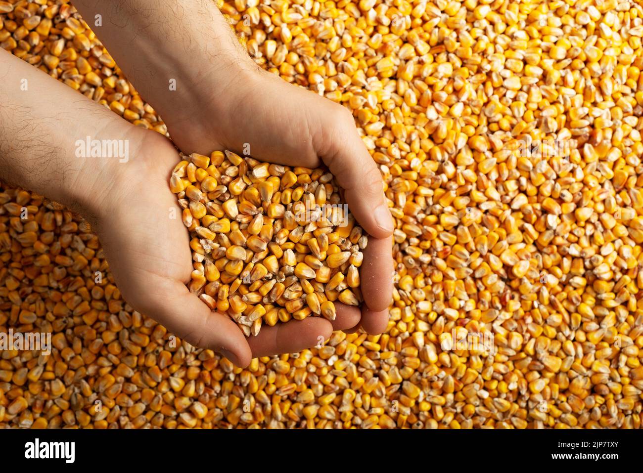 Human caucasian hands with maize corns over corn background Stock Photo ...