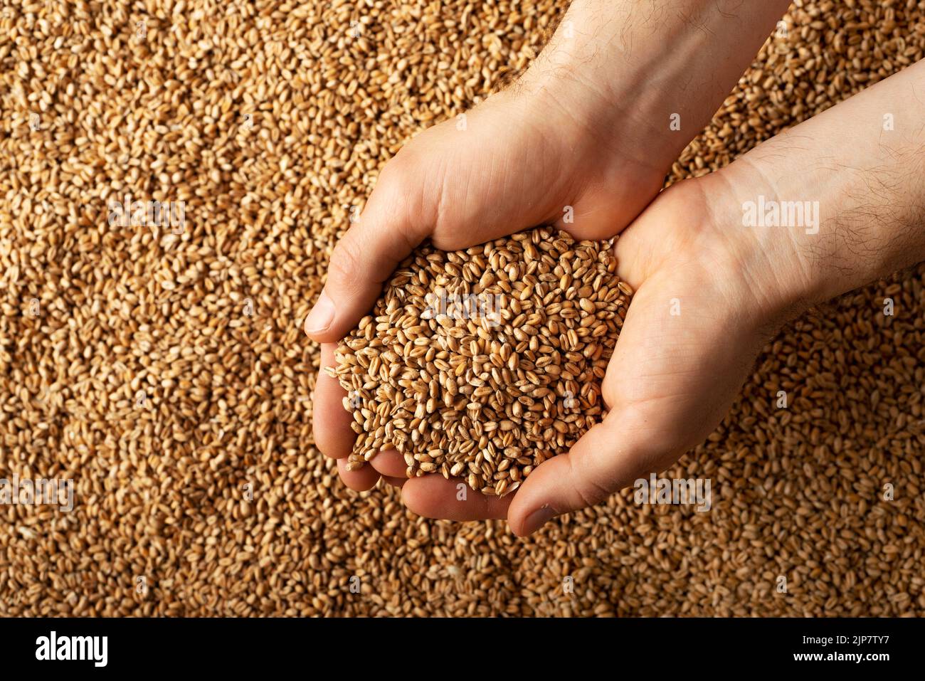 Human caucasian handfuls with wheat kernels over grain background Stock ...