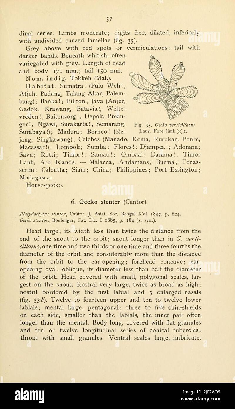 The reptiles of the Indo-Australian archipelago (Page 57 Stock Photo ...