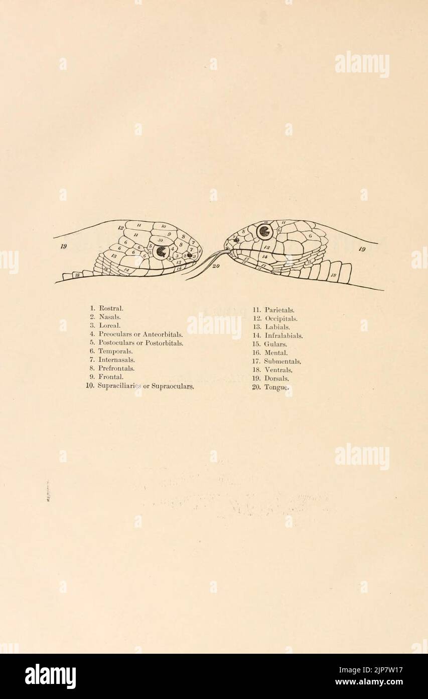 The reptiles and batrachians of North America Stock Photo - Alamy