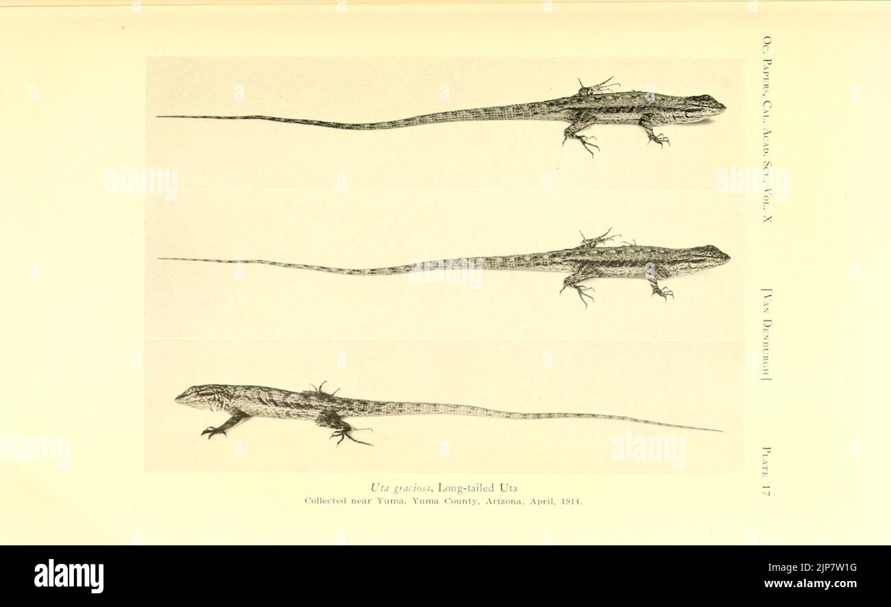 The reptiles of western North America Stock Photo - Alamy