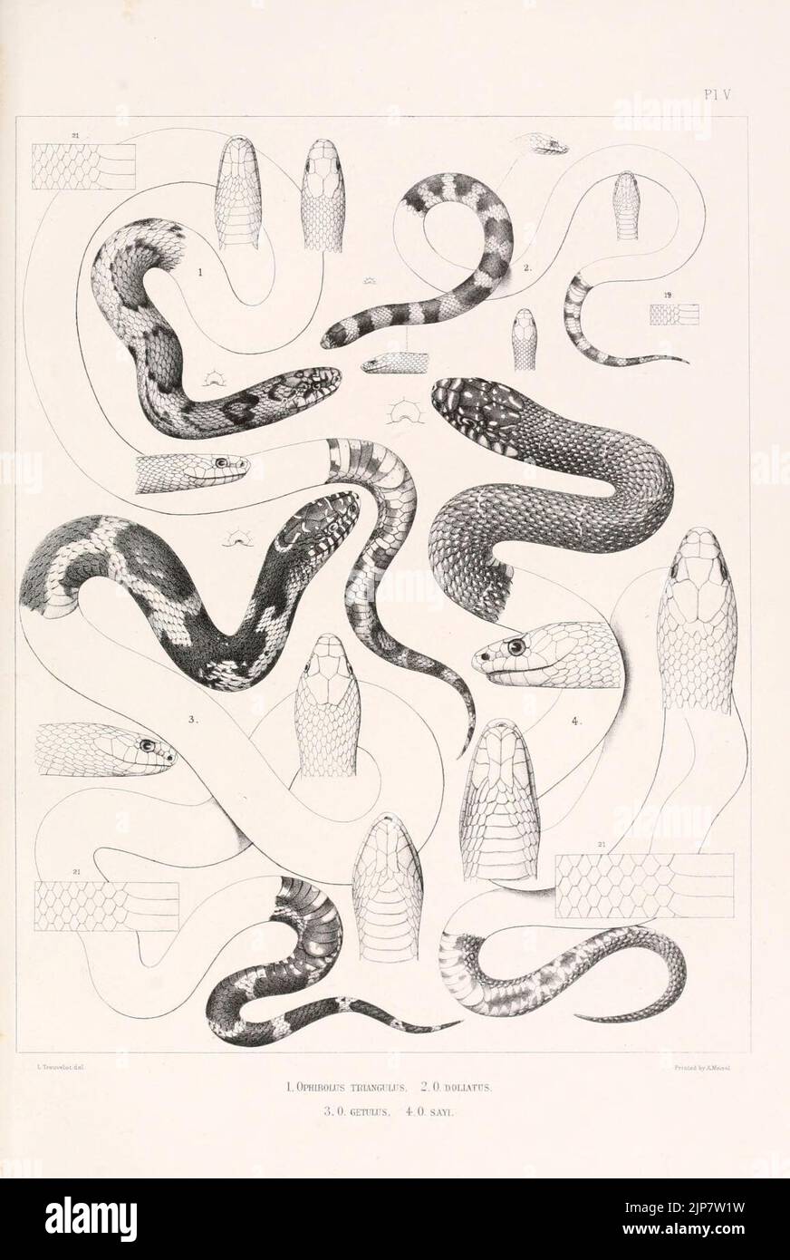 The reptiles and batrachians of North America (Plate V Stock Photo - Alamy