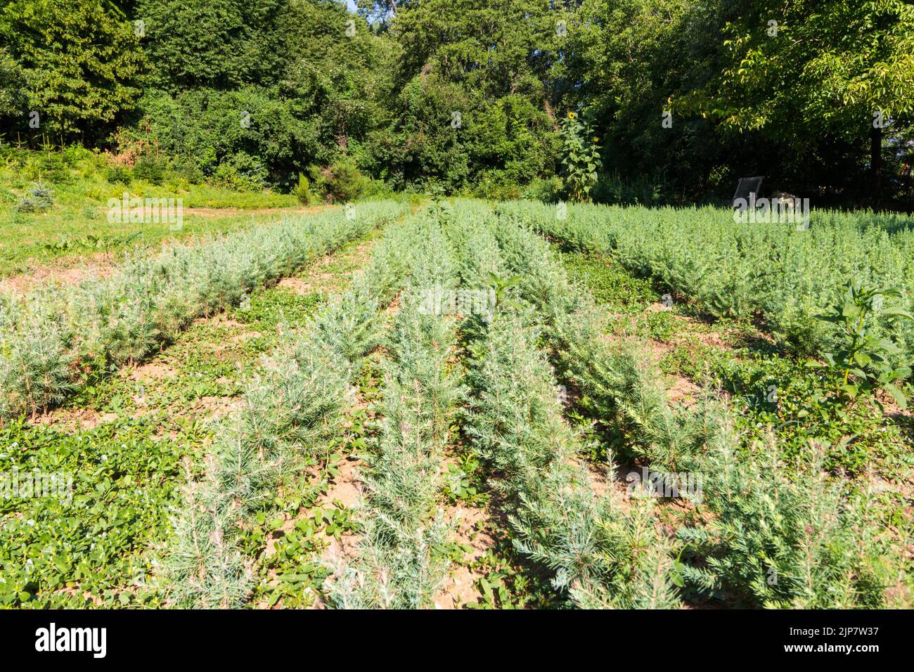 Atlas cedar (Cedrus atlantica) plantation, Hungary, Europe Stock Photo ...