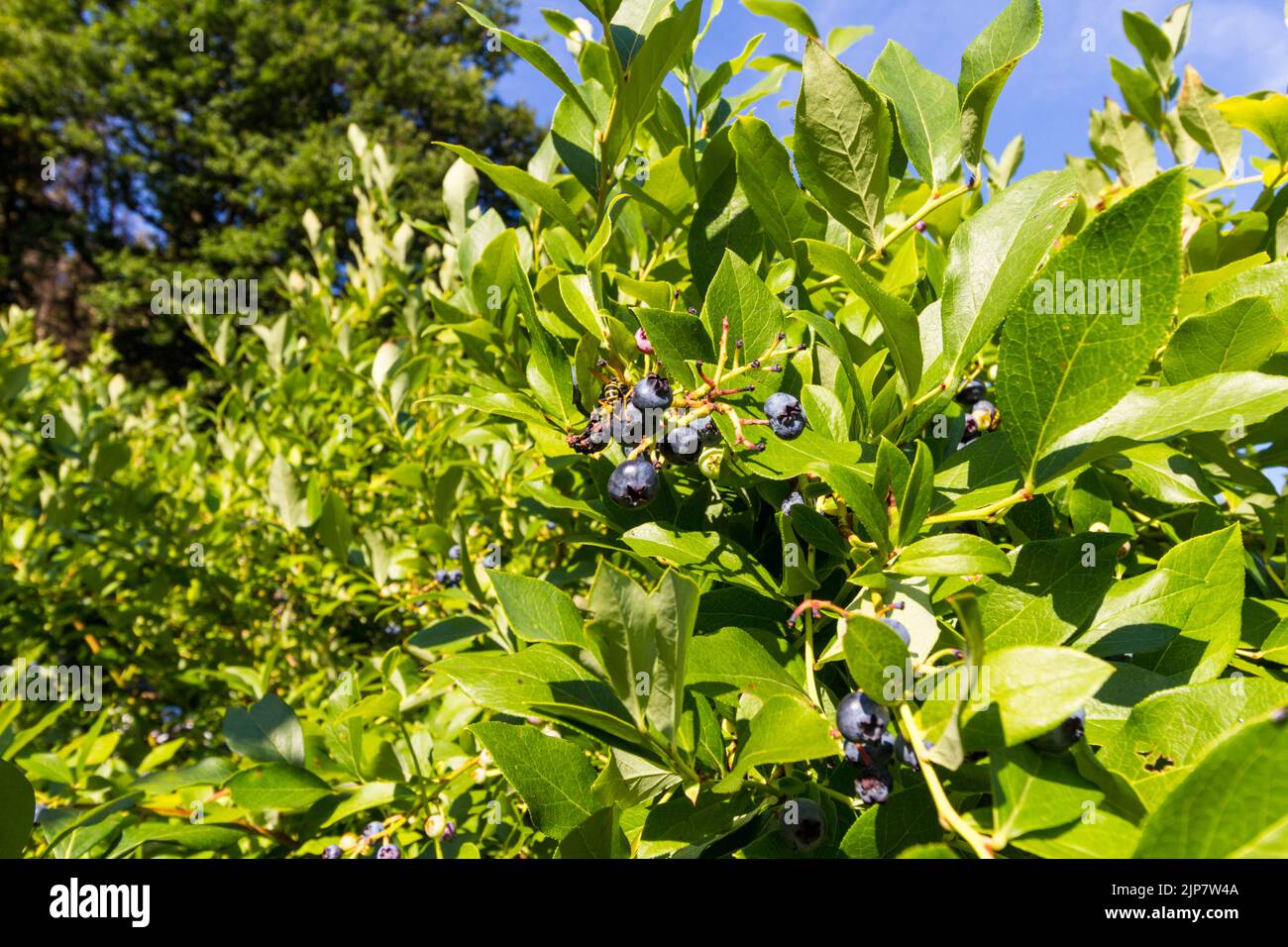 Northern highbush blueberry, Vaccinium corymbosum 'Bluecrop' grown in ...