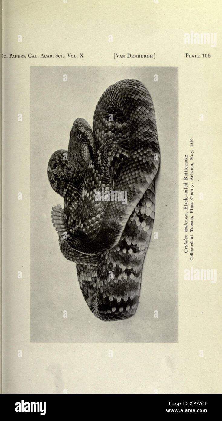 The reptiles of western North America Stock Photo - Alamy