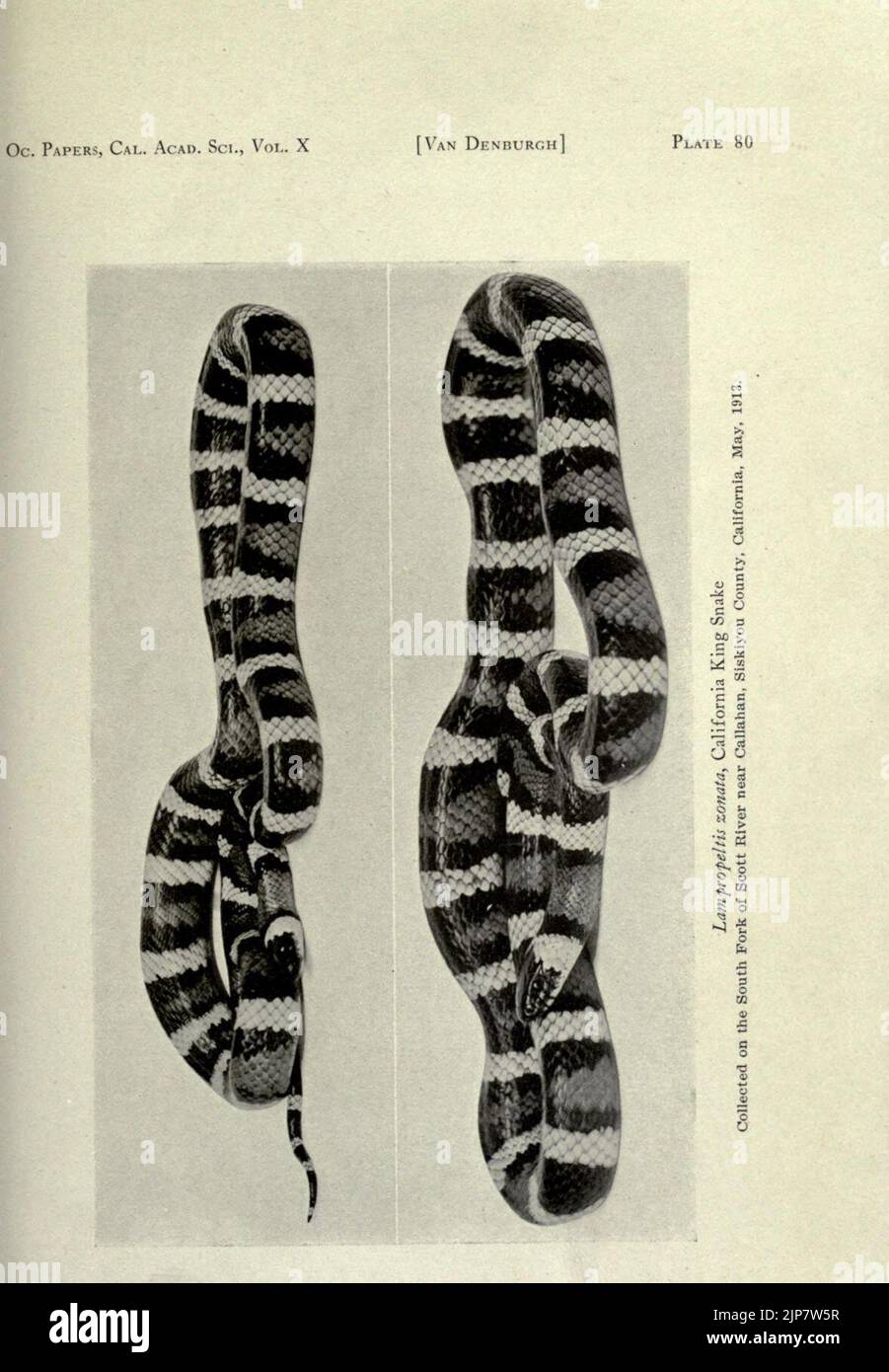 The reptiles of western North America Stock Photo - Alamy