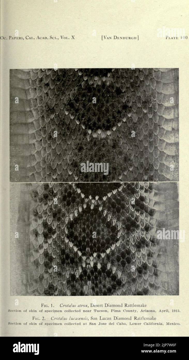 The reptiles of western North America Stock Photo - Alamy