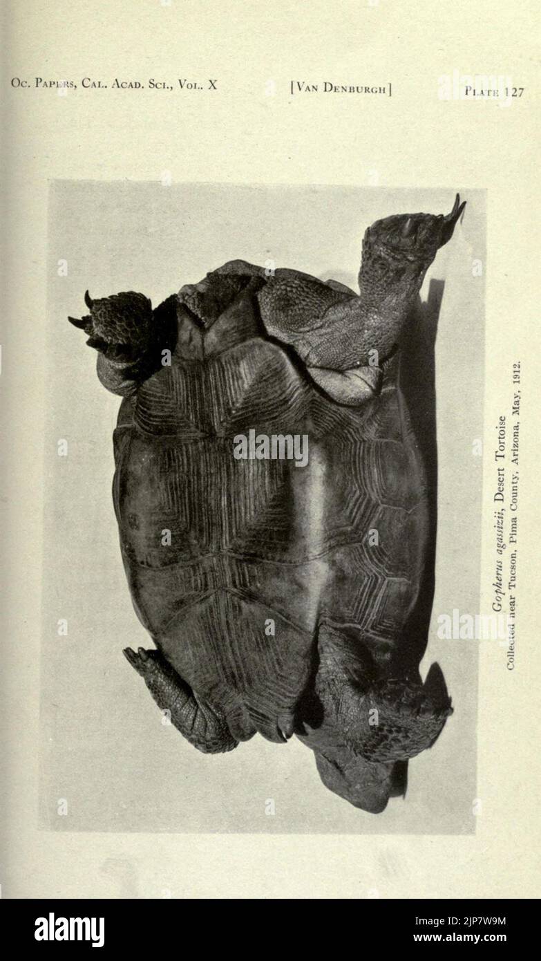 The reptiles of western North America Stock Photo - Alamy
